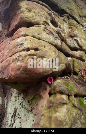 The mysterious Dunino Den, Dunino, St. Andrews, Fife, Scotland Stock ...