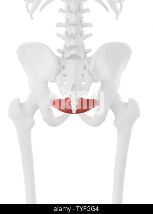 Illustration of the iliococcygeus muscle Stock Photo - Alamy