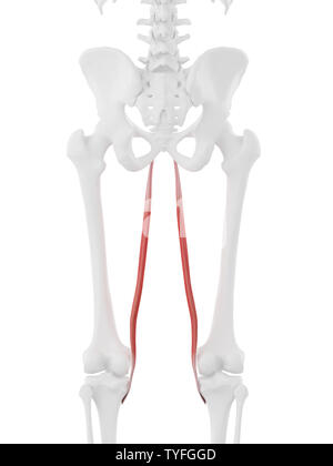 medically accurate illustration of the gracilis Stock Photo - Alamy