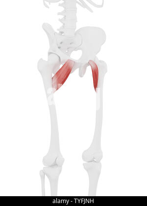 Medical Accurate Illustration of Pectineus Stock Photo - Alamy