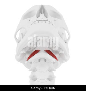 medical accurate illustration of Rectus Capitis Lateralis Stock Photo ...