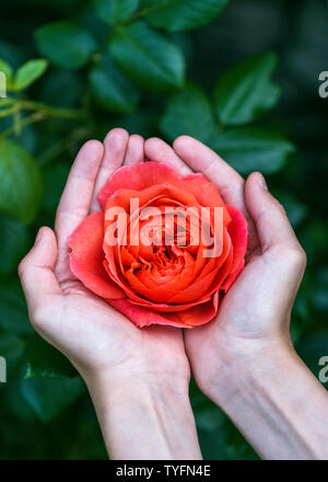 Hand holding a colorful Rose Flower Stock Photo - Alamy