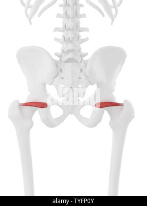 Gemellus superior Muscle Anatomy For Medical Concept 3D Illustration ...
