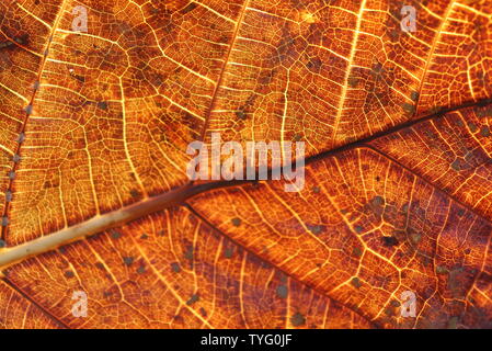fiber motif of teak tree leaves Stock Photo - Alamy