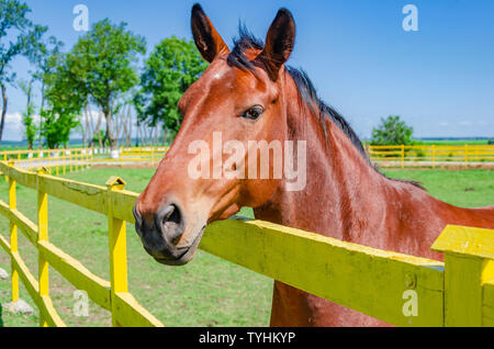 Head of a red horse against a yellow hedge Stock Photo - Alamy