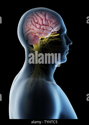 3d rendered illustration of a mans brain Stock Photo - Alamy