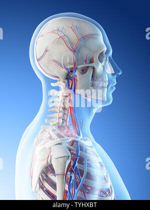 Vascular system of the neck, illustration Stock Photo - Alamy