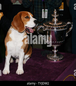 Uno, the Beagle from the Hound group, sits next to the first place ...