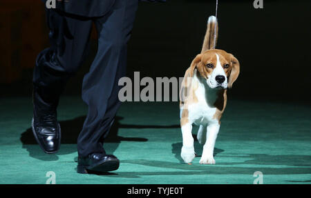 Uno, the Beagle from the Hound group, and handler Aaron Wilkerson ...