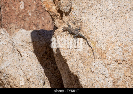 Mearn's Rock Lizard, (Petrosaurus mearnsi mearnsi), Anza Borrego Desert ...