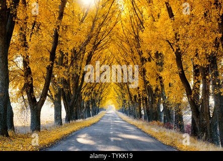 street lined with fall colored trees Issaquah Washington Stock Photo ...