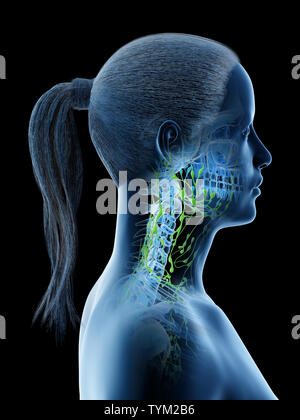 Lymphatic system of the head and neck, illustration Stock Photo - Alamy
