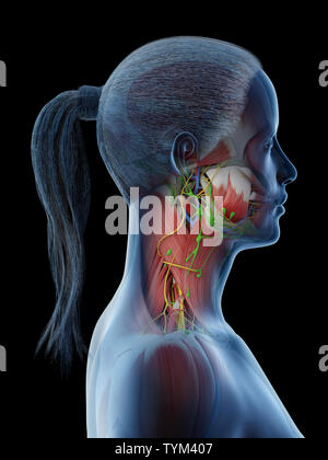 3d rendered illustration of the neck anatomy Stock Photo - Alamy