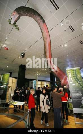 The life-sized model of a 60-foot-long Mamenchisaurus is part of "The ...