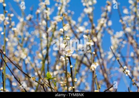Plum blossoms in cold winter Stock Photo - Alamy