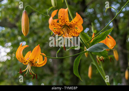Turk's Cap Lily, Turban Lily, Swamp Lily or American Tiger Lily, Lilium ...
