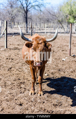Sanga cow - indigenous cattle breed of northern Namibia, southern ...
