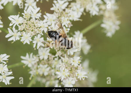 Foraging Tapered Drone Fly (Eristalis pertinax Stock Photo - Alamy