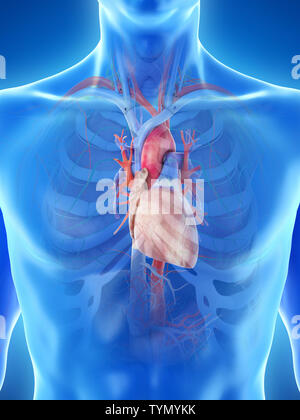 Illustration of a man's heart Stock Photo - Alamy
