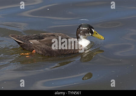 duck, Inner Alster, Hamburg, Germany Stock Photo - Alamy