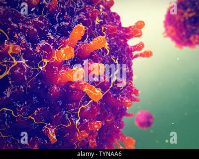 Measles also known as morbilli and rubeola is a highly contagious viral ...