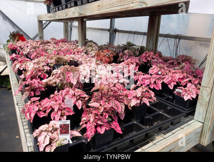 Rose Splash Select Polka Dot (Polka-Dot) plants, Hypoestes ...