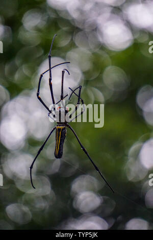 Guangdong giant bird spider Stock Photo - Alamy