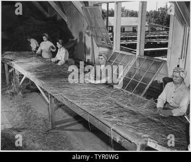 Women open bundles of dry flax straw to prepare for processing, a key ...