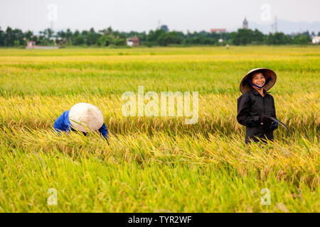 Vietnamese women working on the rice field in Southern Vietnam Stock ...