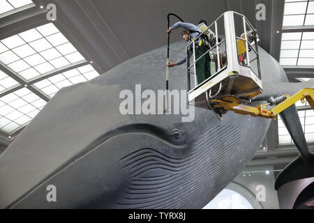 A worker cleans the 94-foot-long blue whale model in the Milstein Hall ...