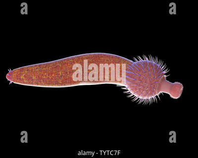 3d rendered illustration of a pre-historic marine creature - ottoia ...