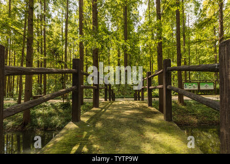 Photographed at Baoying Lake National Wetland Park, Yangzhou, September ...