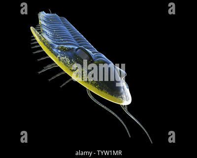 3d rendered illustration of a pre-historic marine creature - marella ...