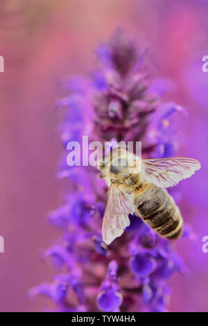 Vertical macro of green Salvia officinalis flower spikes and textured ...