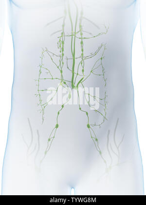 medically accurate illustration of the abdominal lymph nodes Stock ...