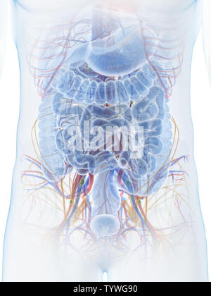 medically accurate illustration of the abdominal anatomy Stock Photo ...