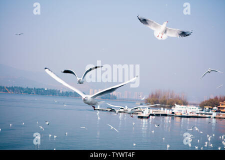 Red-billed gull at sea ridge dam in Dianchi Lake, Kunming Stock Photo ...