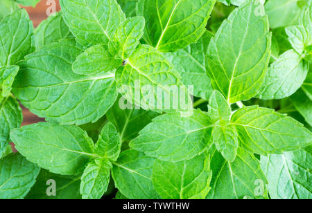 Naturally organic mint leaves Stock Photo - Alamy