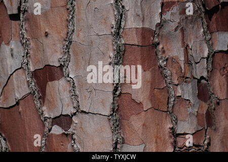 Gumtree bark texture Stock Photo - Alamy