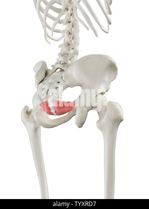 medically accurate muscle illustration of the iliococcygeus Stock Photo ...