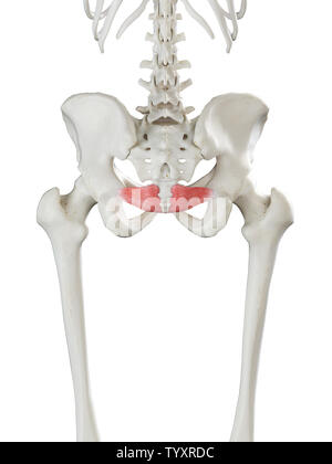 medically accurate muscle illustration of the iliococcygeus Stock Photo ...