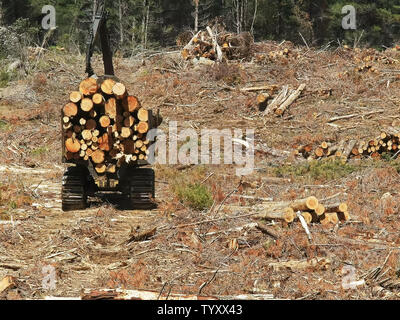 Logging truck carrying load of harvested trees to timber mill Stock ...