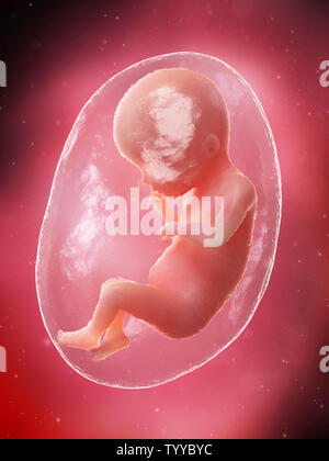 3d rendered illustration of a fetus Stock Photo - Alamy