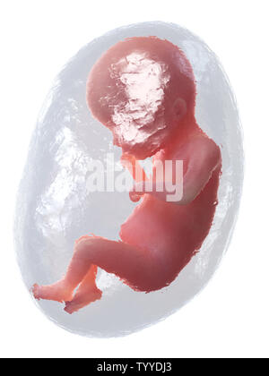 Human fetus at week 19, illustration Stock Photo - Alamy