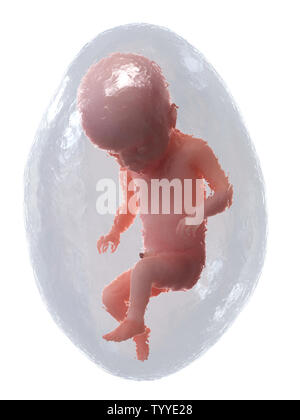 Human fetus at week 22, illustration Stock Photo - Alamy