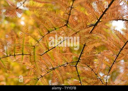Golden fir trees in autumn Stock Photo - Alamy