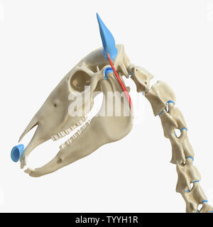 Horse parotidauricular muscle, illustration Stock Photo - Alamy
