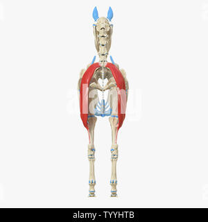 medically accurate muscle illustration of the biceps brachii long Stock ...