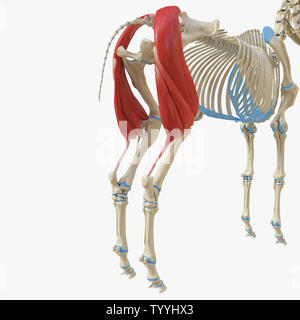 medically accurate muscle illustration of the biceps brachii long Stock ...