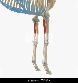 Horse deep digital flexor muscle, illustration Stock Photo - Alamy